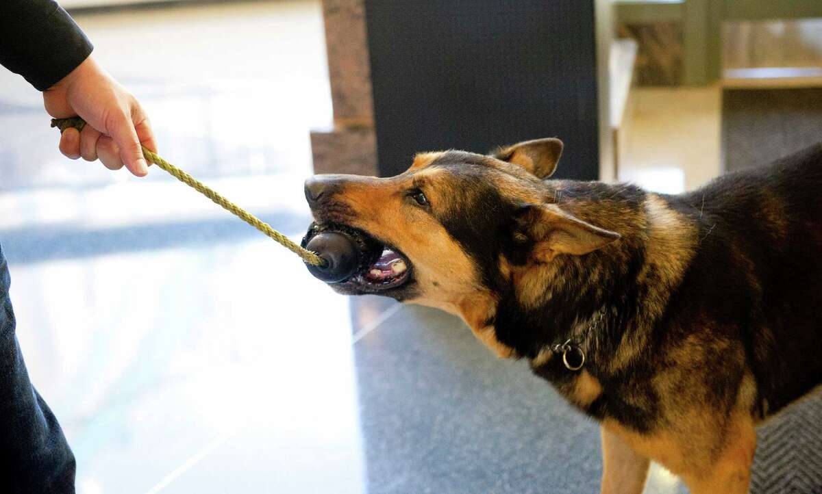 Greenwich K-9 officer adjusts to life after the job