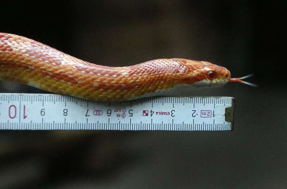 Day in Pictures, Jan. 14, 2015 - SFGate