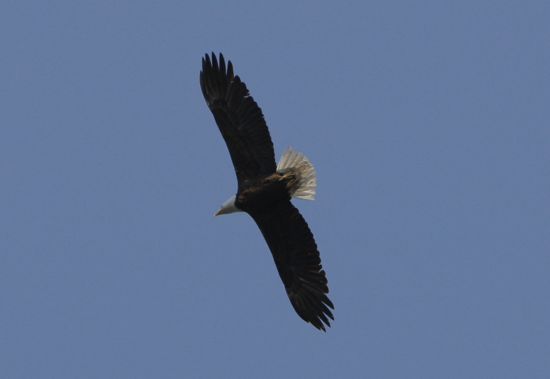 Sighting bald eagles is possible close to home