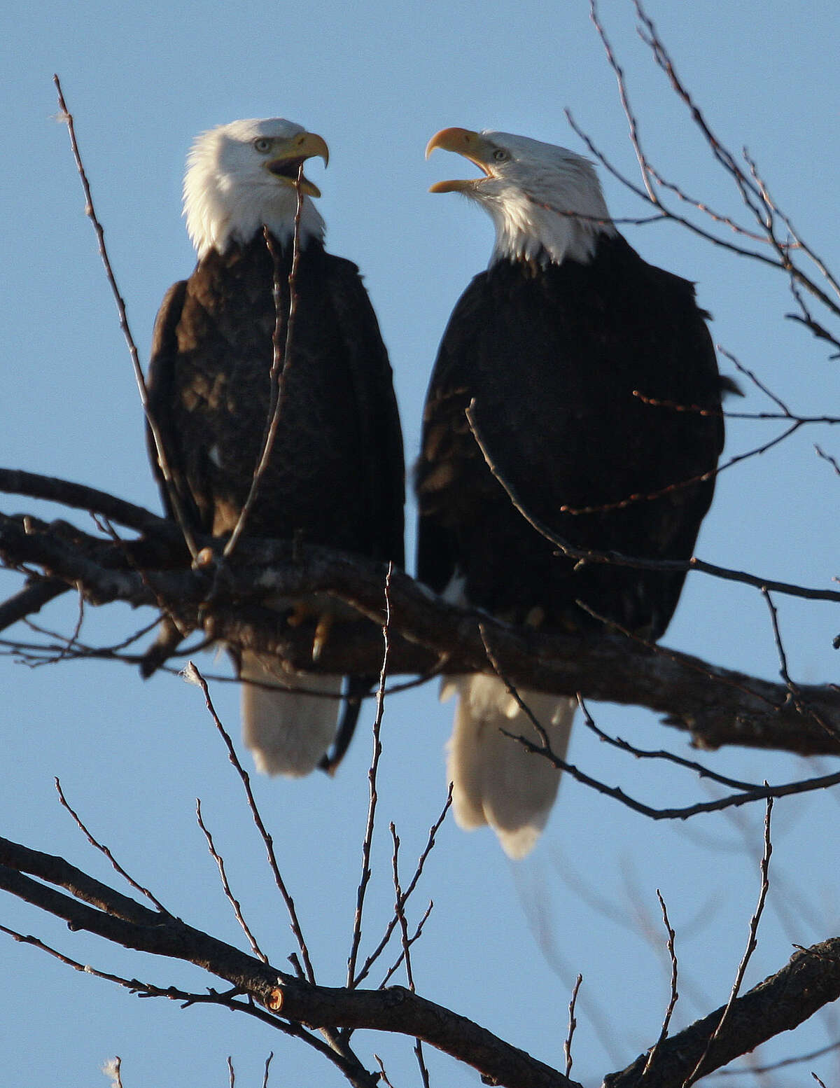 Sighting bald eagles is possible close to home