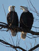 Sighting bald eagles is possible close to home