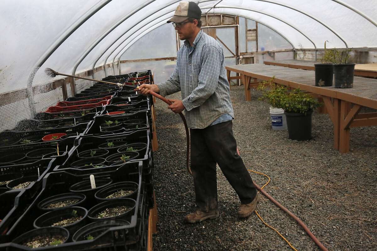 California’s snowless winter worsening; Oregon also in trouble