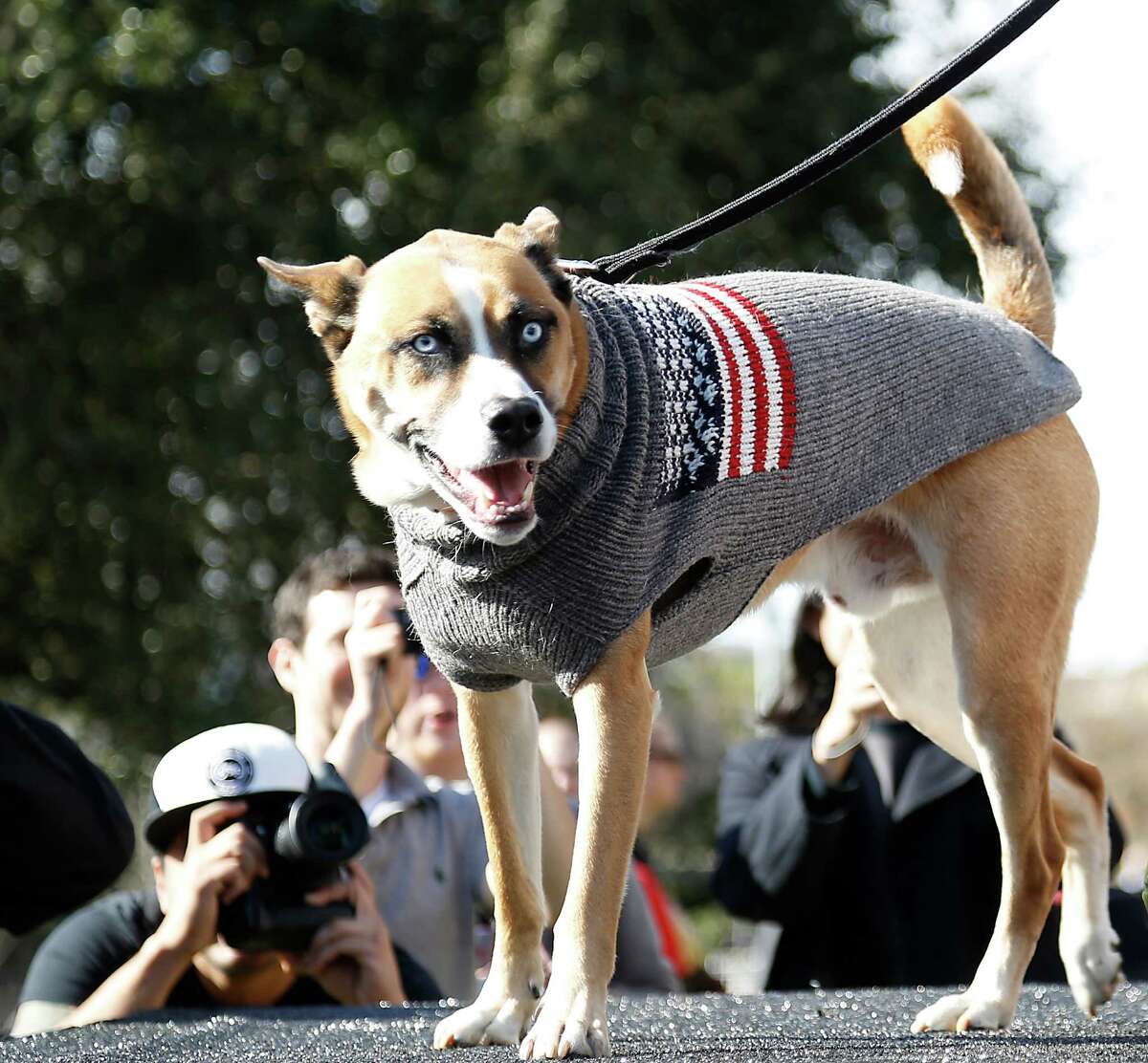 Heavily-hyped dog park finally opens off Allen Parkway
