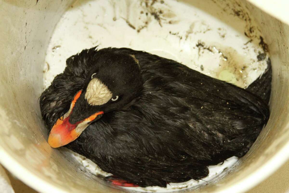 S.F. Bay bird rescue: Mystery goo bedevils experts