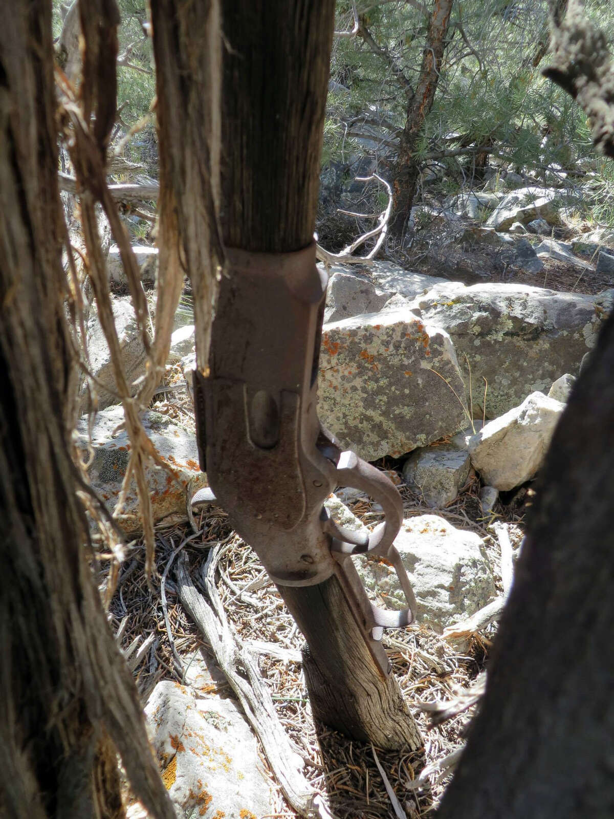 Researchers puzzled by discovery of 1882 Winchester rifle Researchers puzzled by discovery of 1882 Winchester rifle