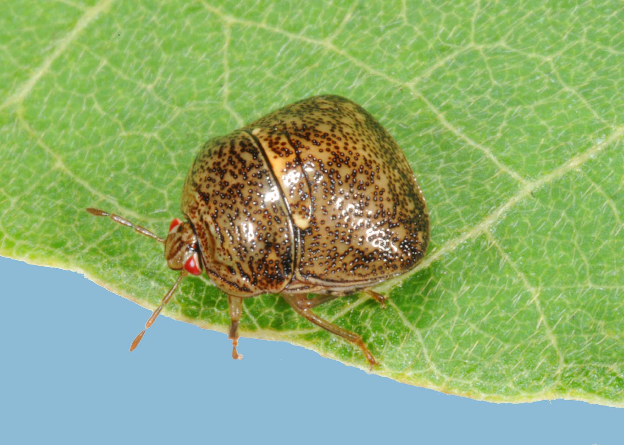 Kudzu bugs spread into DC area, southern Delaware, Arkansas