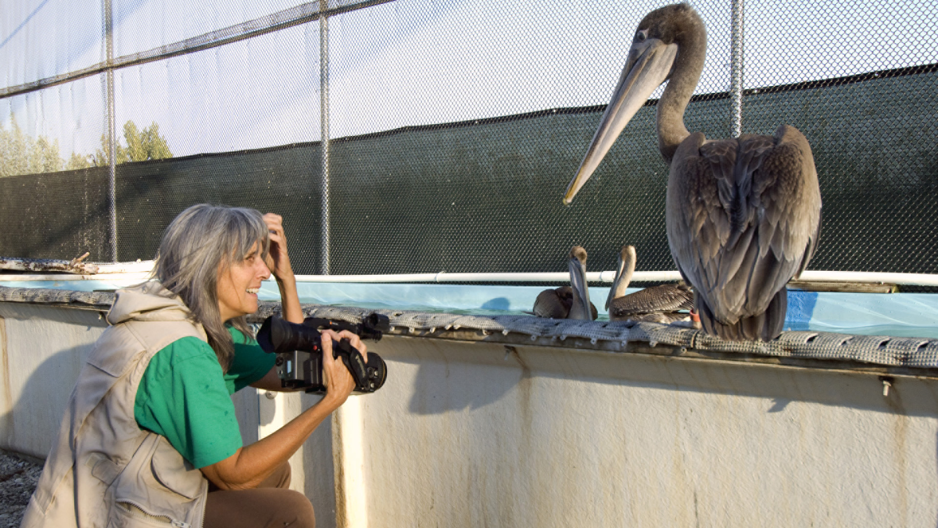 Pelican Flying Towards Camera