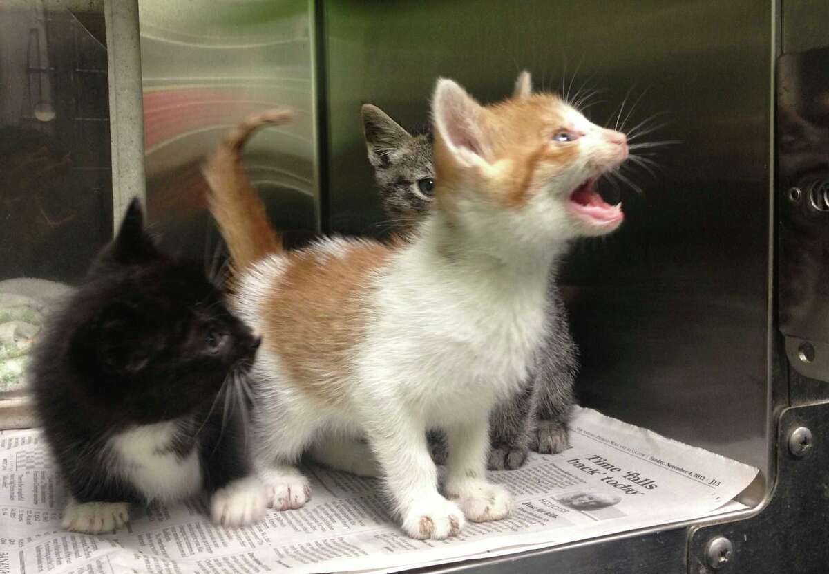 Cat challenge: Save 1 million felines