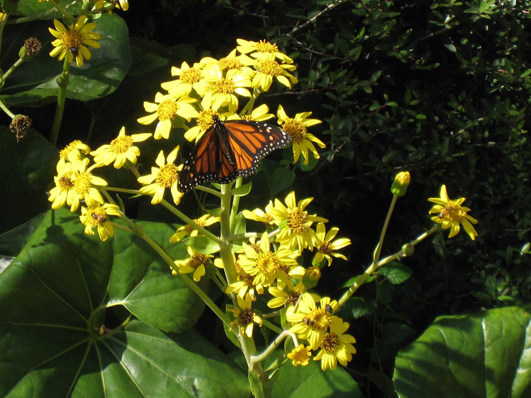 Look for pleasing shape and texture when selecting shade-tolerant plants