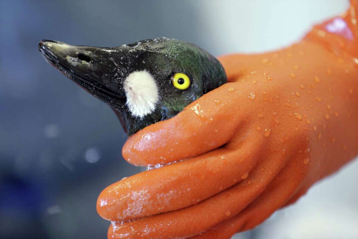 S.F. Bay bird rescue: Mystery goo bedevils experts