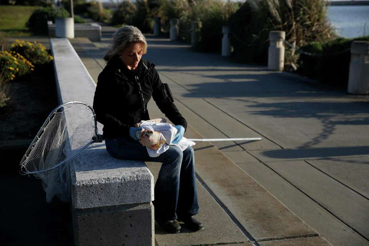 No state or federal aid for handling bird-killing goo emergency