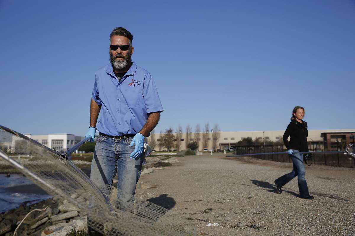 S.F. Bay bird rescue: Mystery goo bedevils experts