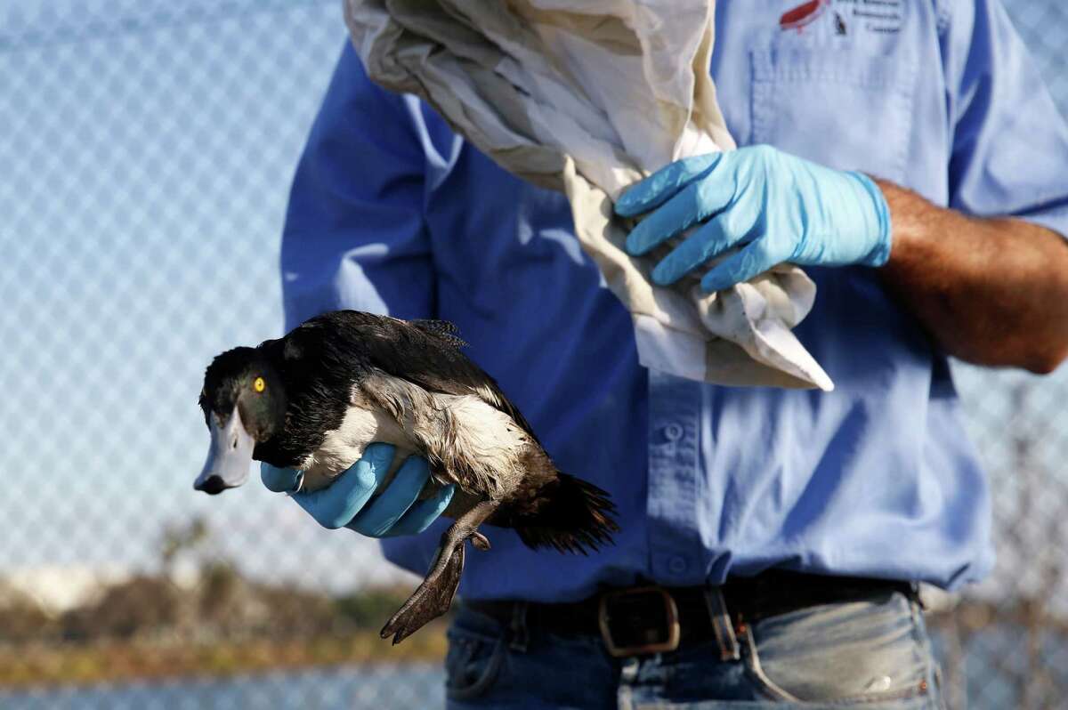 No state or federal aid for handling bird-killing goo emergency