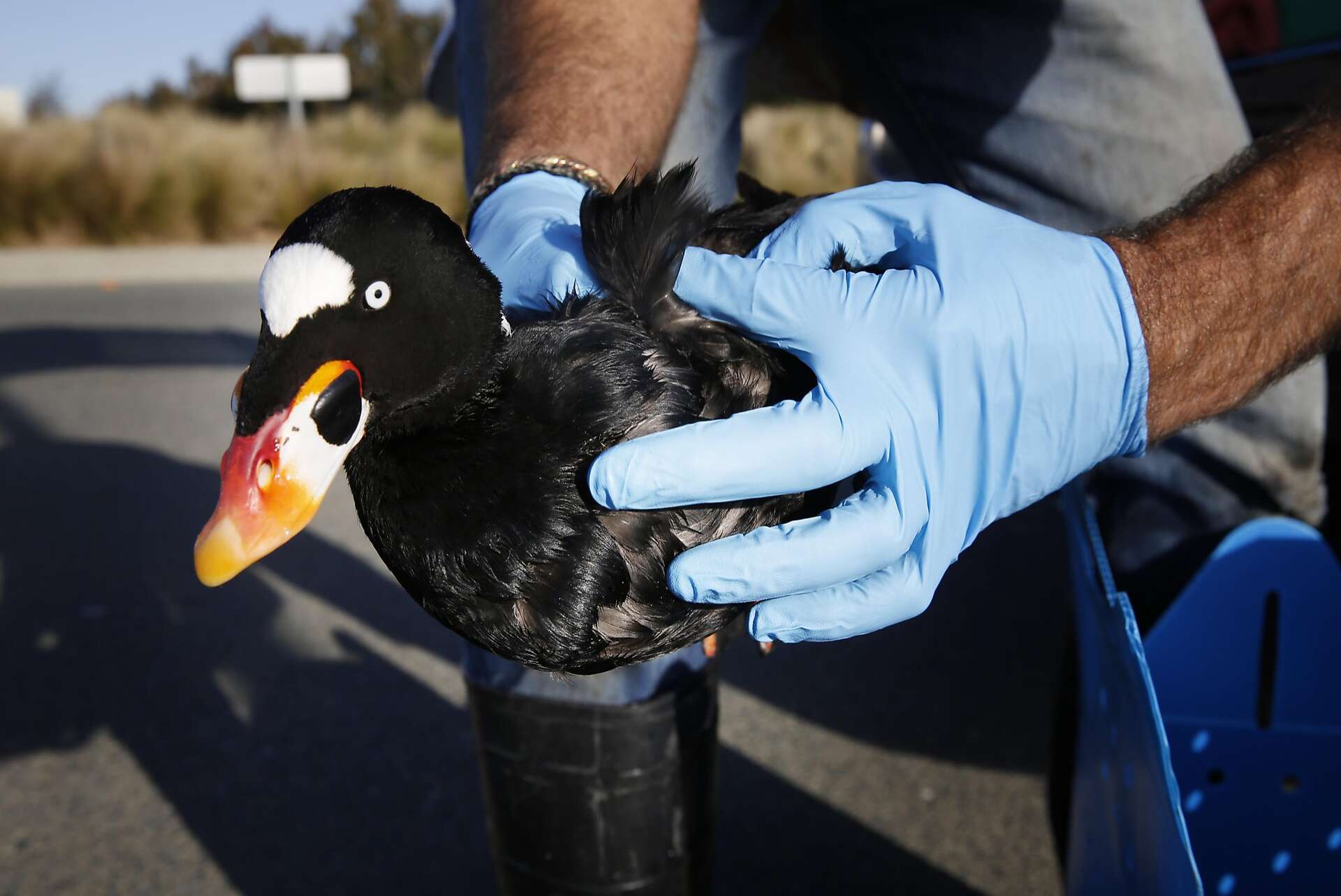 S.F. Bay bird rescue: Mystery goo bedevils experts