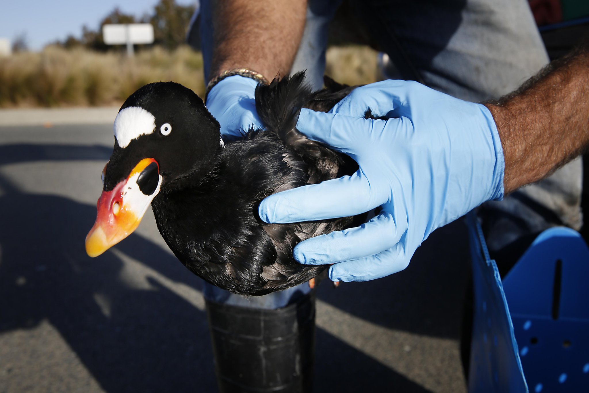 Scientists identify goo that killed hundreds of aquatic birds