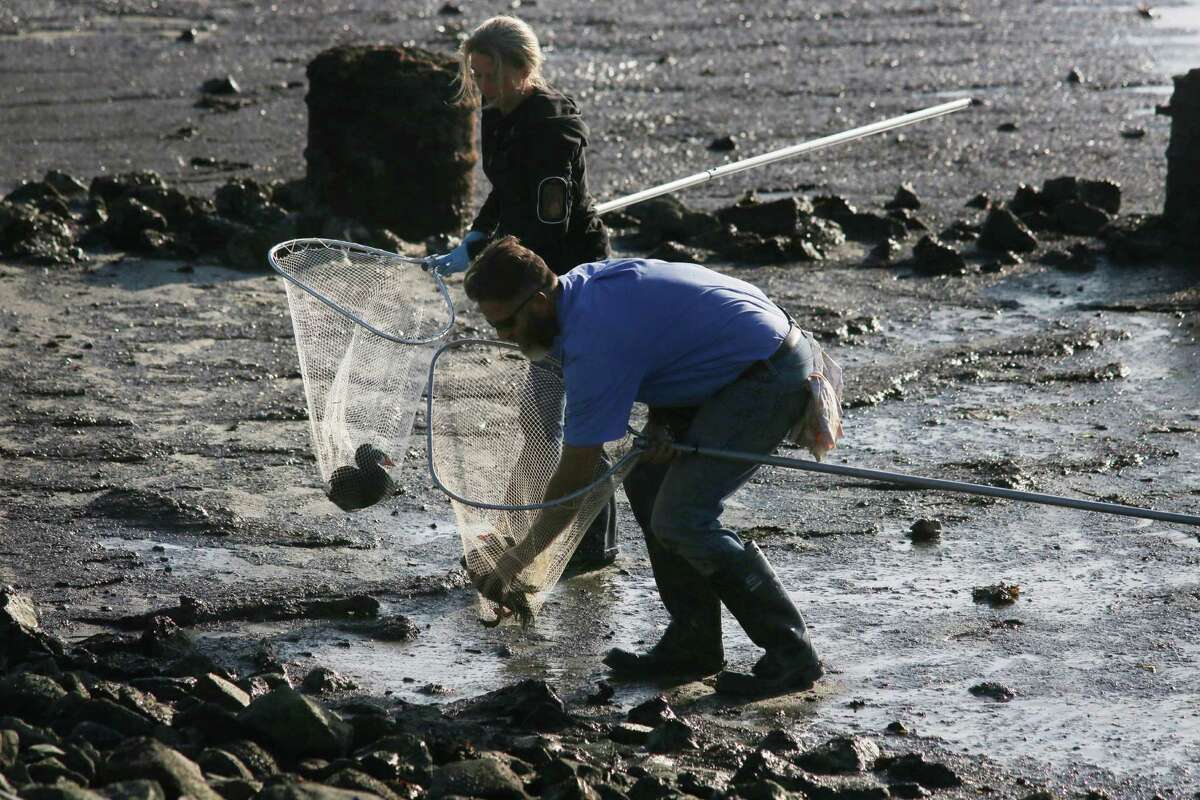 S.F. Bay bird rescue: Mystery goo bedevils experts