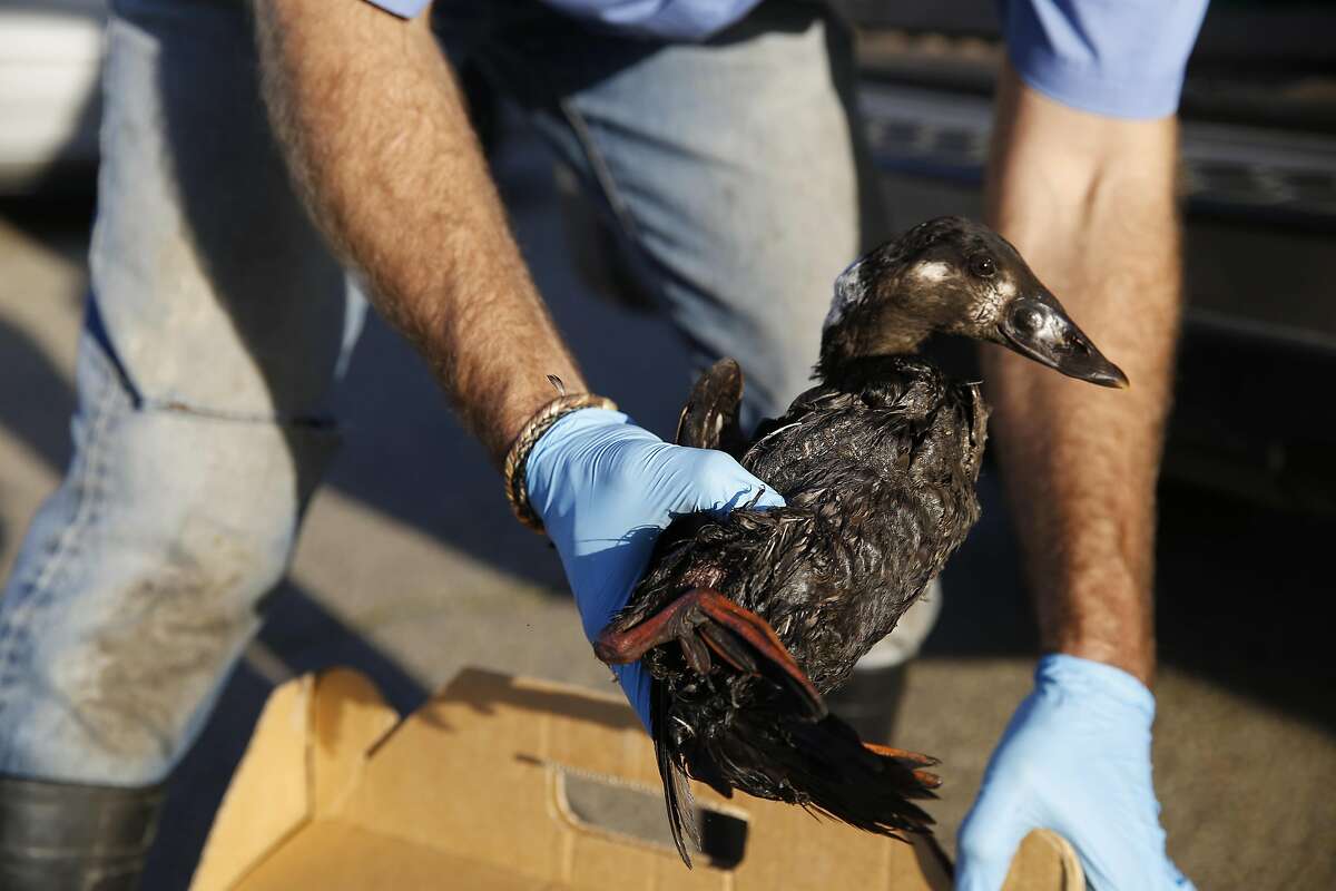 No state or federal aid for handling bird-killing goo emergency