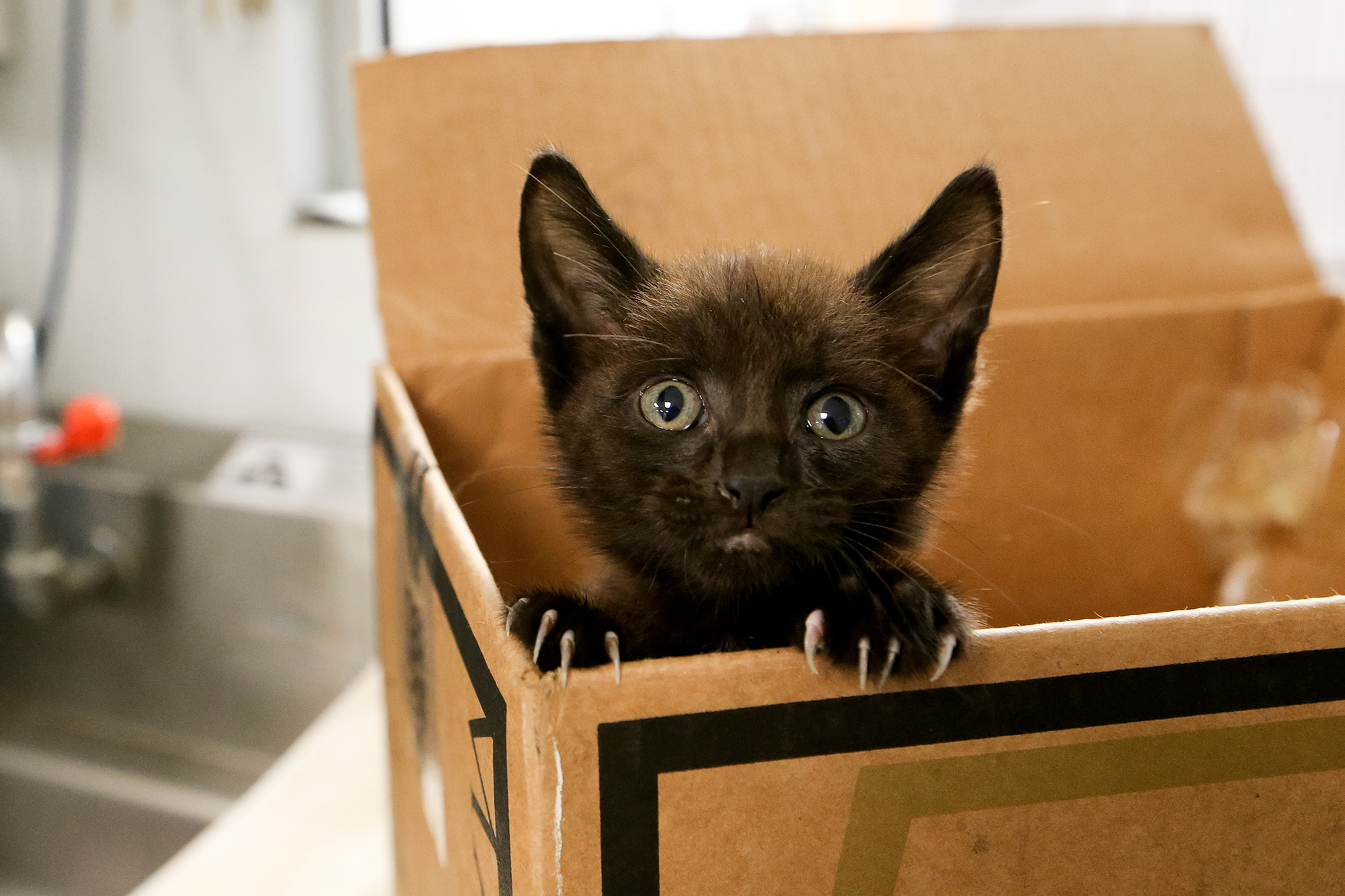 San Antonio joins Million Cat Challenge