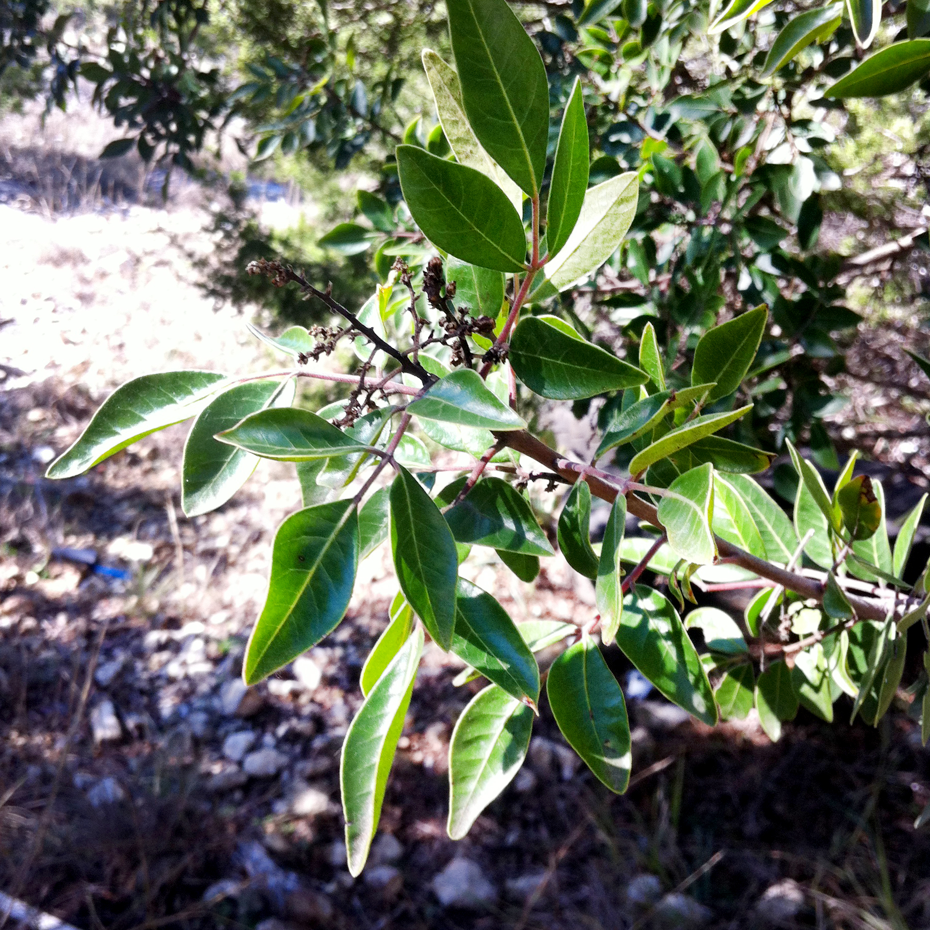 Neil Sperry answers your garden questions