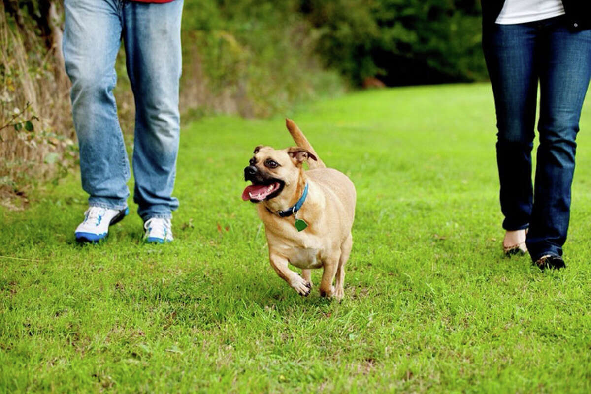 Pets pose with Easter Bunny