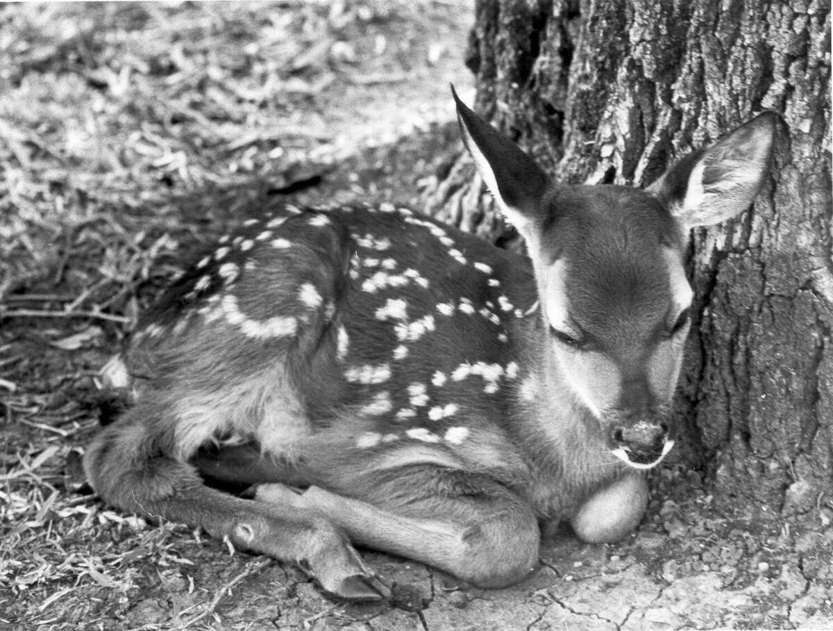 Military presence in San Antonio helped start war