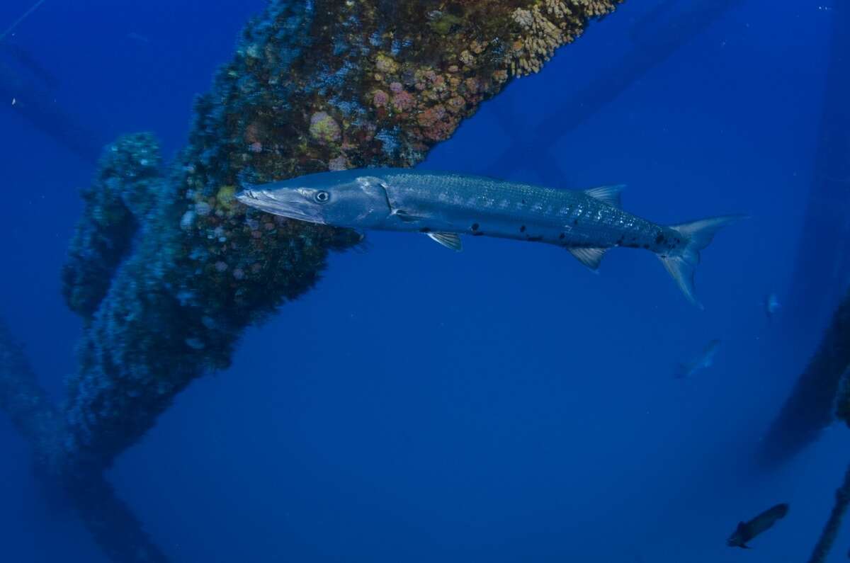 Turning rigs into reefs in the Gulf