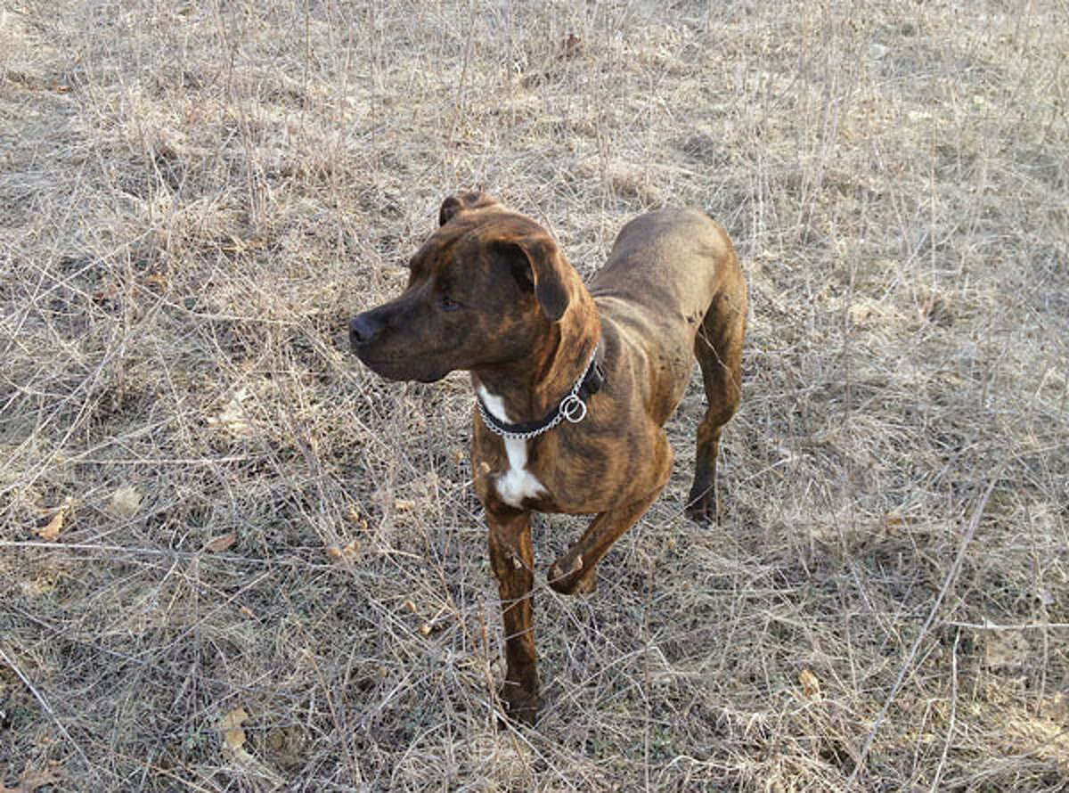 Dogs grab the spotlight on Animal Advocacy Day