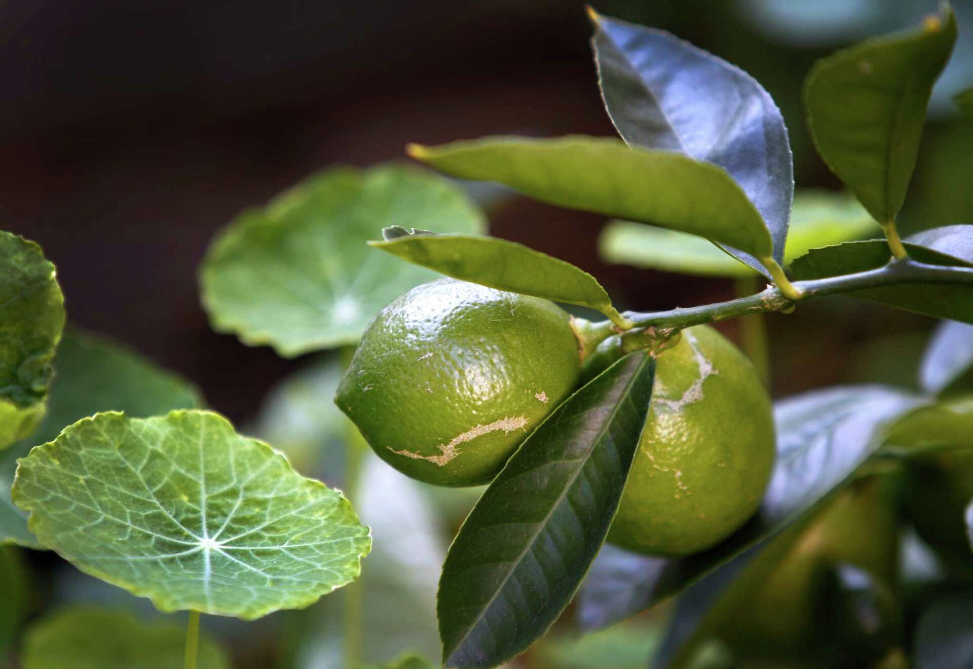Discover S.F.’s Commons near Civic Center on urban walk
