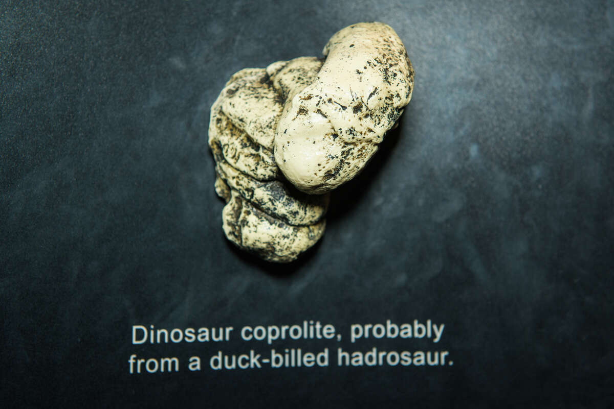 Get "The Scoop on Poop" at the Houston Zoo