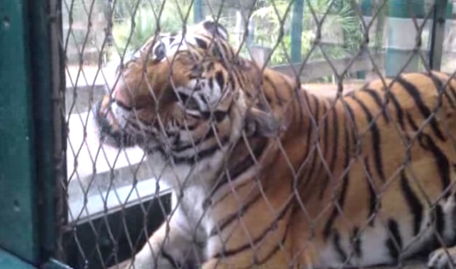 Ever seen a Malayan Tiger get an afternoon snack?