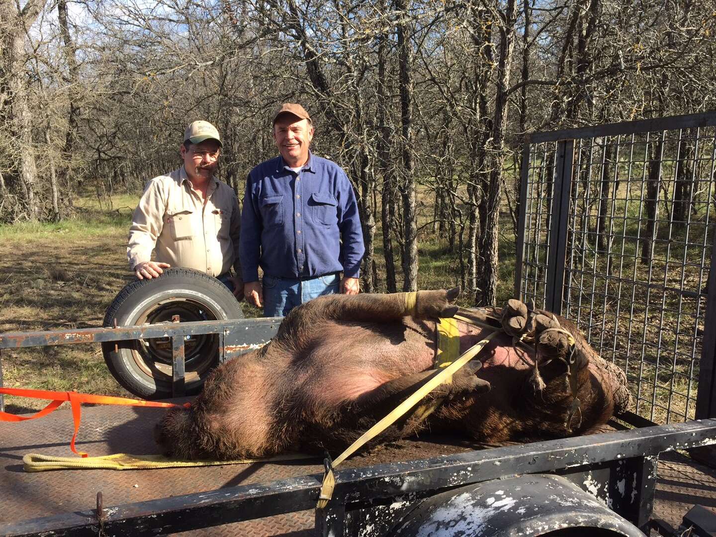 'Gargantuan' wild hog weighing nearly 800 pounds caught in Texas
