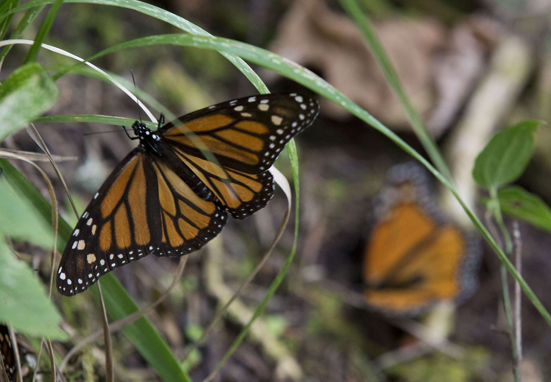 Monarch butterfly population makes a modest rebound