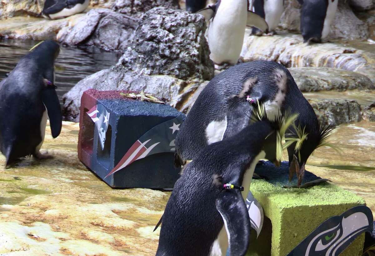 Birds of a feather: Moody Gardens penguins pick Seattle to win Super Bowl