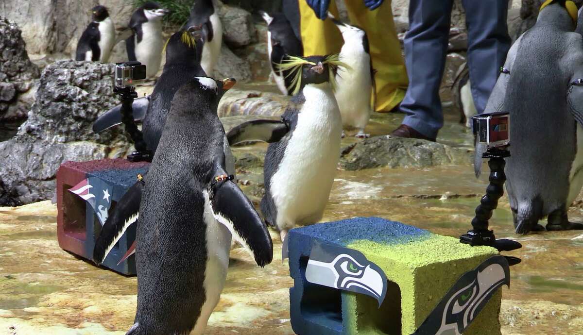 Birds of a feather: Moody Gardens penguins pick Seattle to win Super Bowl