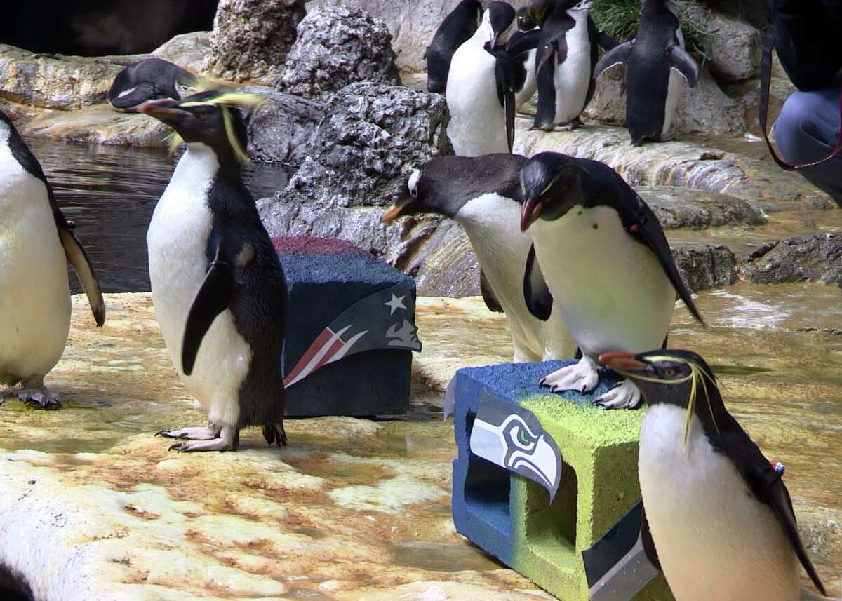 Birds of a feather: Moody Gardens penguins pick Seattle to win Super Bowl