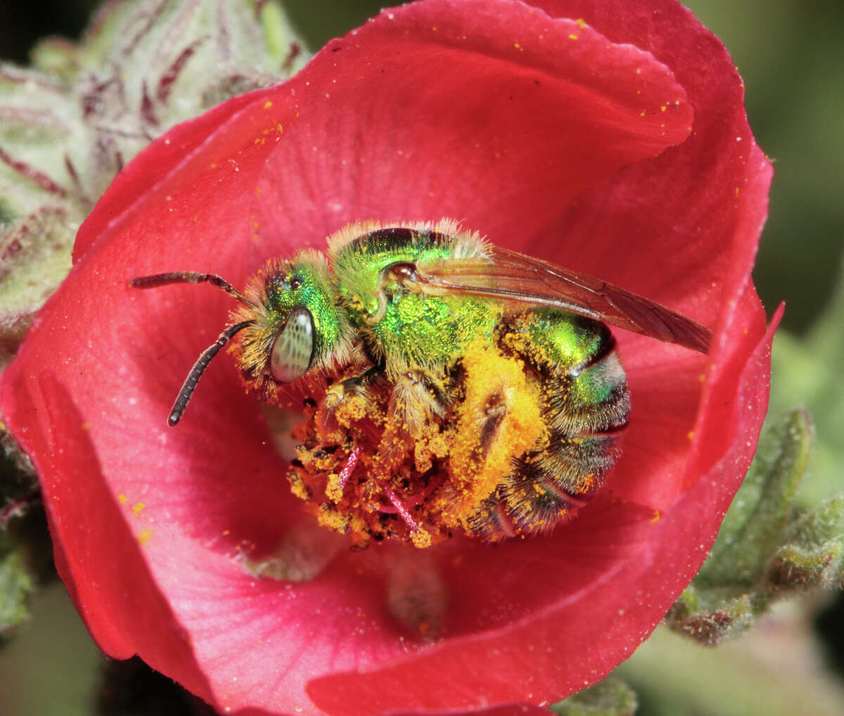 Exhibit 'Bees: Tiny Insect, Big Impact’ buzzes with fun