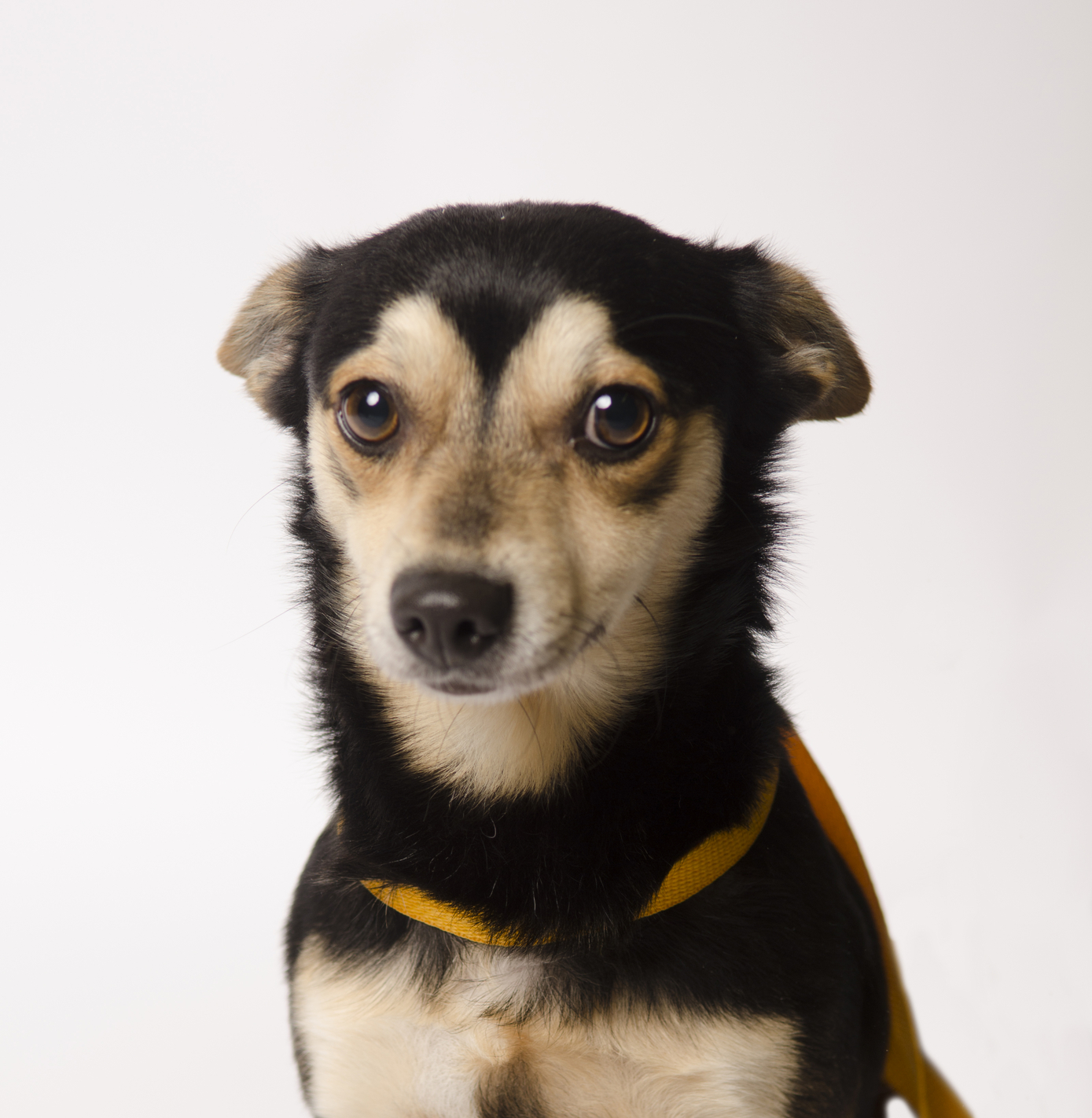Finding homes: Who lets the less popular dogs (and cats) in?
