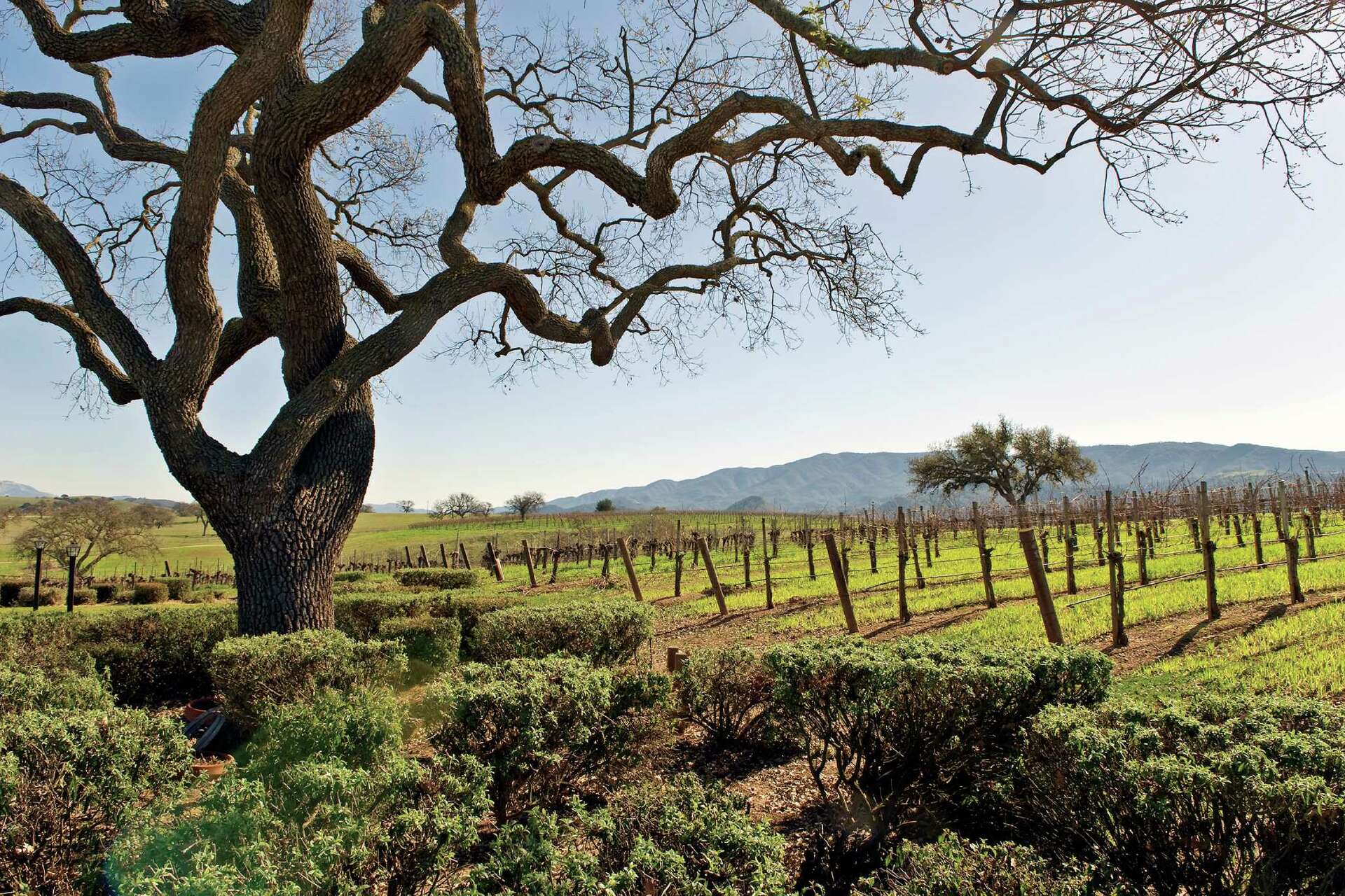 'Sideways’ wine fantasy — but this one is real