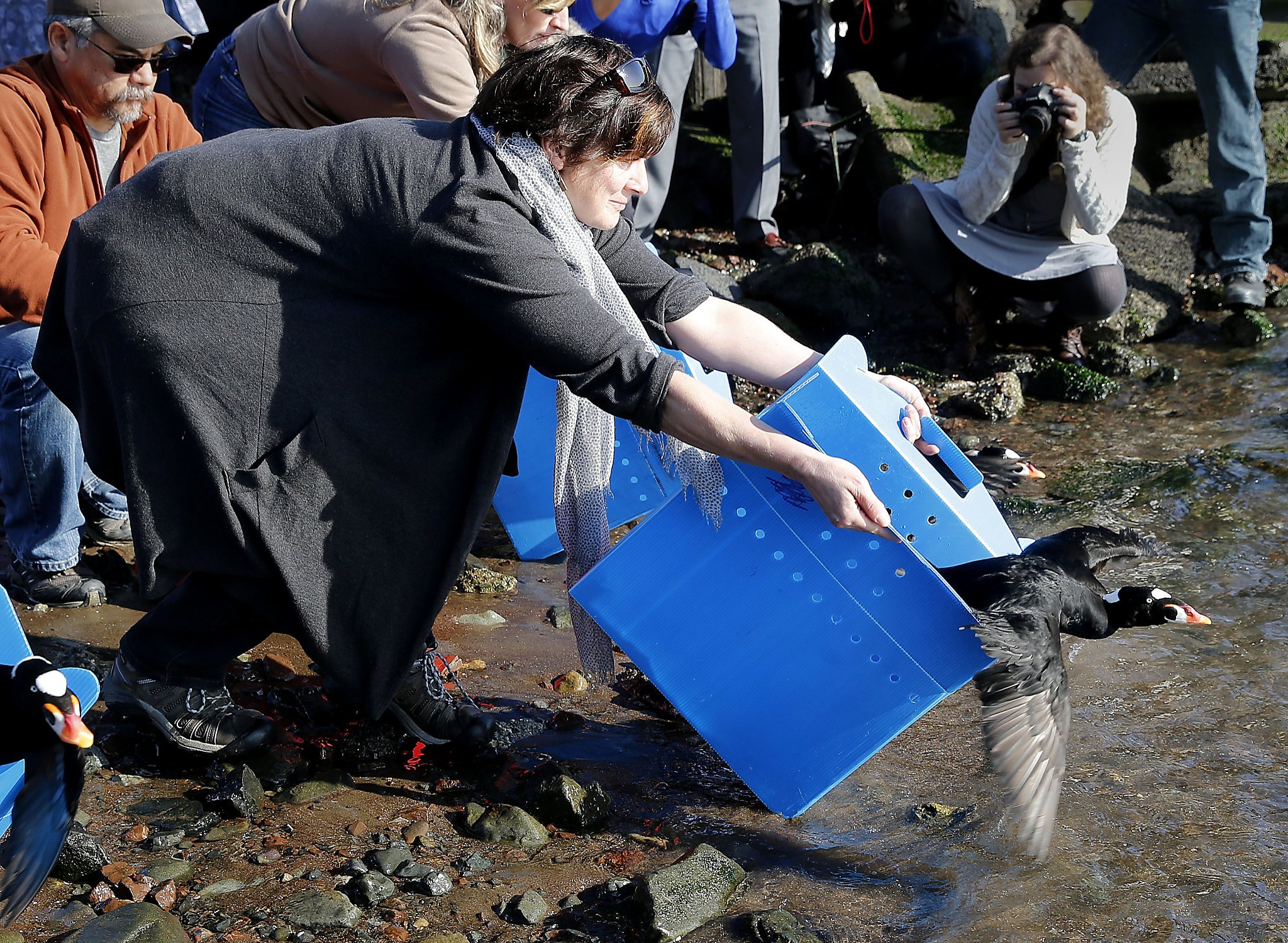 Goo mystery: First of rescued birds released in San Francisco Bay