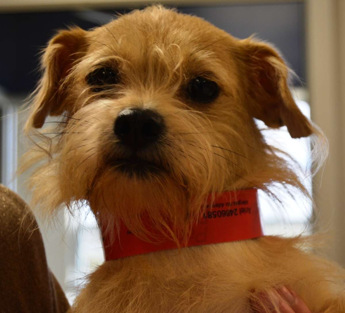 Small dogs found in deplorable conditions will soon be up for adoption ...