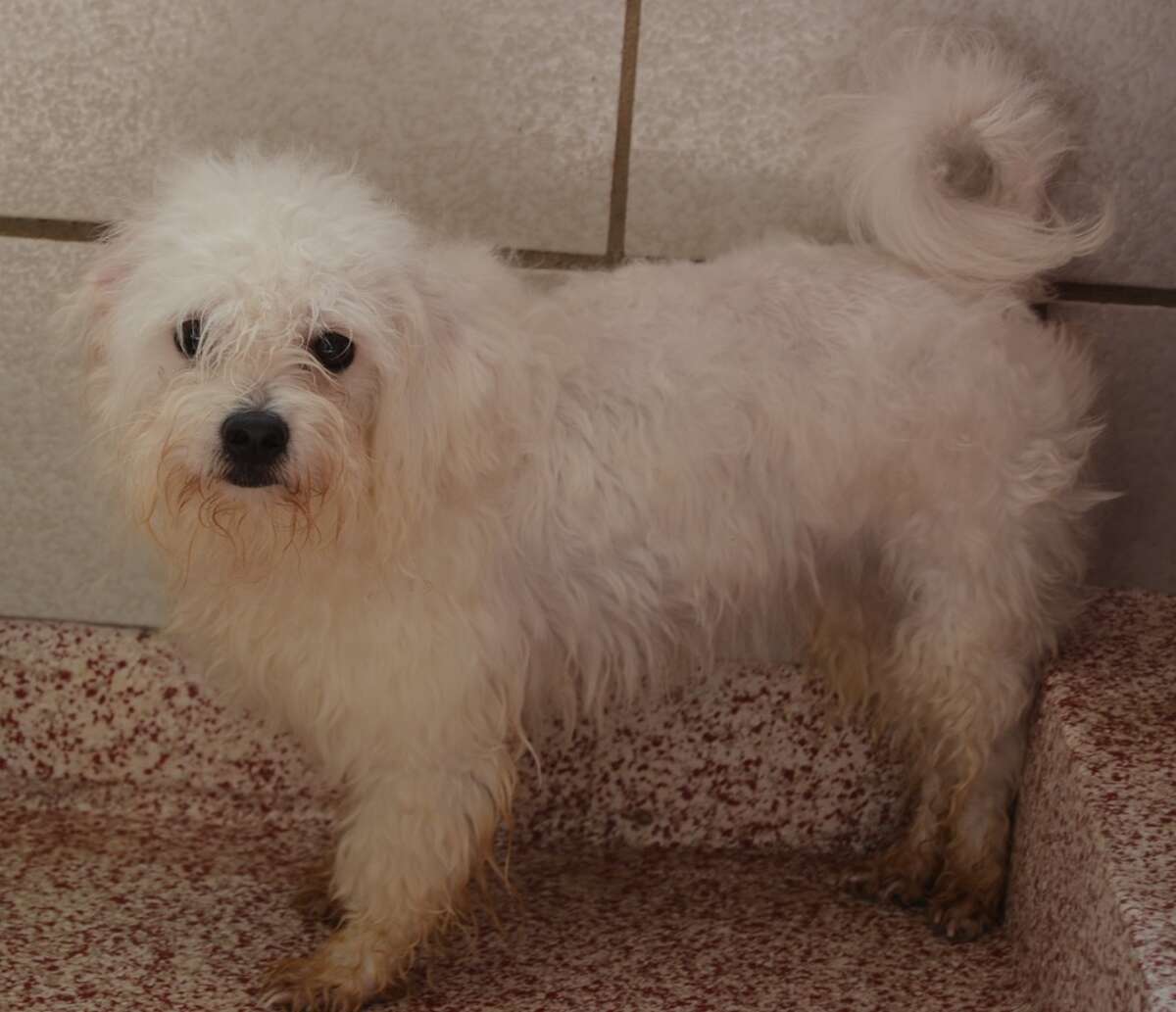 Small dogs found in deplorable conditions will soon be up for adoption ...