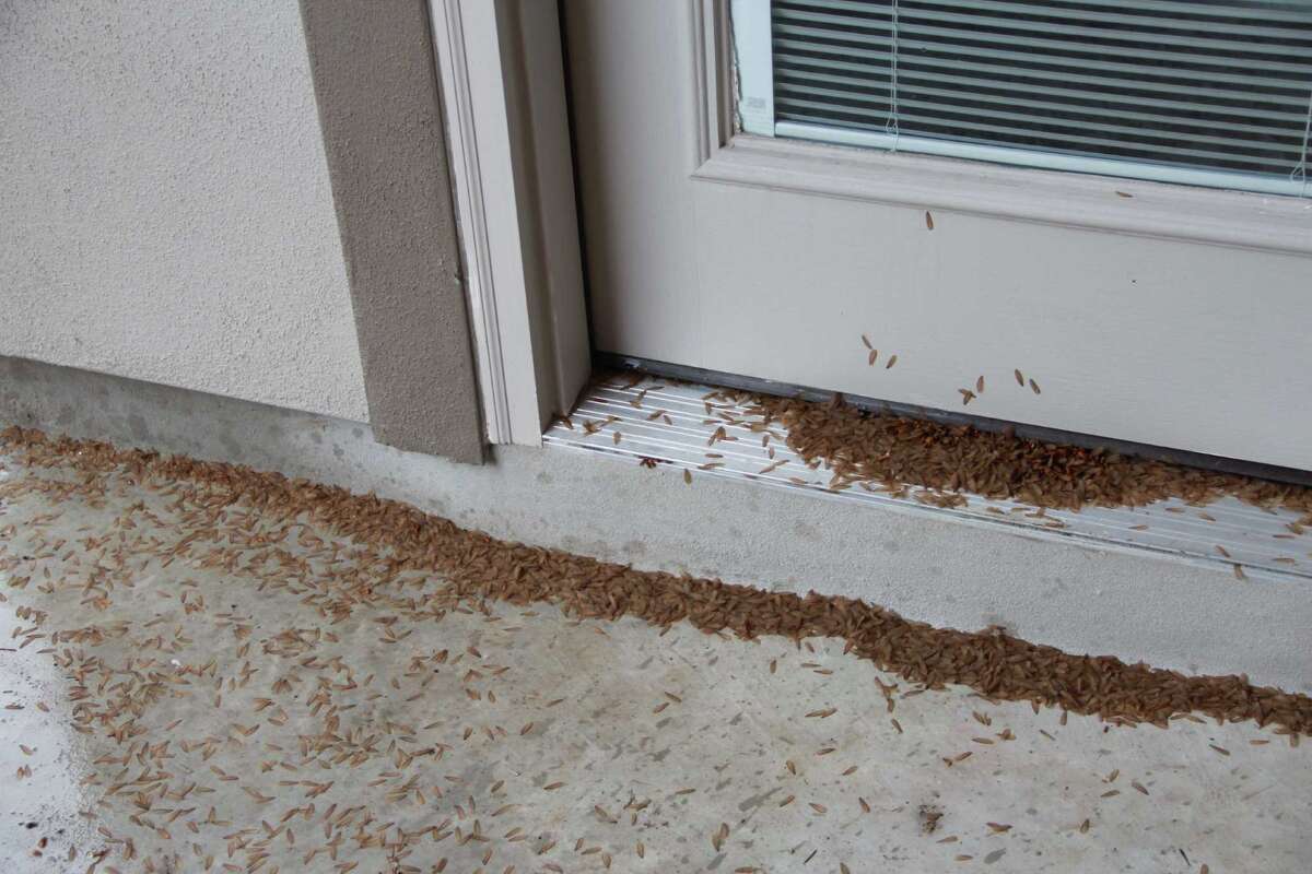 Termites an unwelcome arrival with warmer spring climate