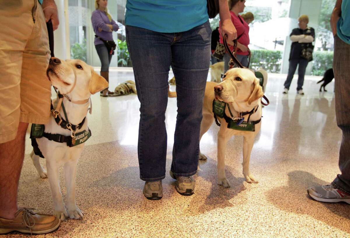 Guide dogs get trained at Houston airport