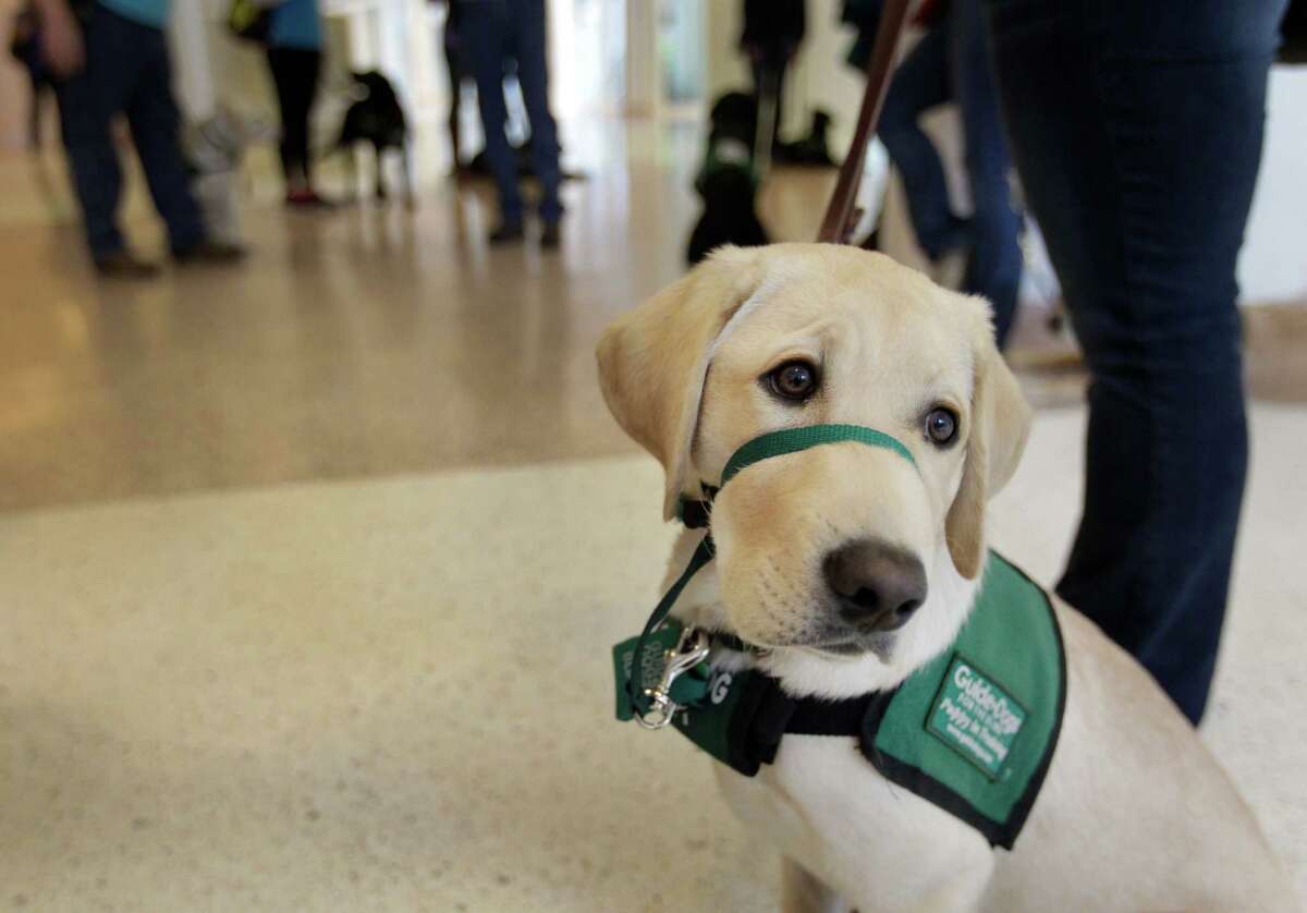Guide dogs get trained at Houston airport