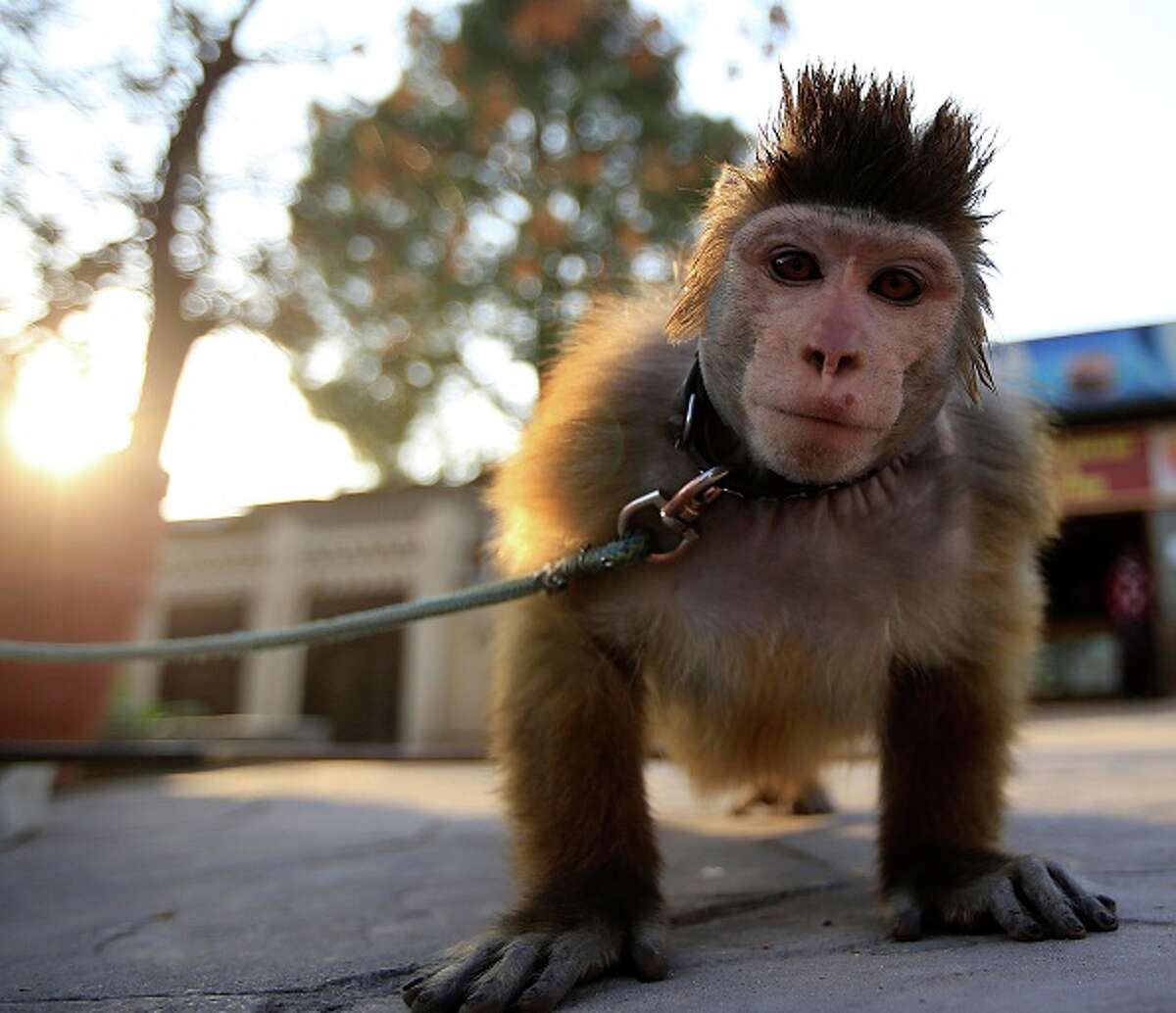 San Antonio firefighters find 11 prohibited exotic, poisonous reptiles ...