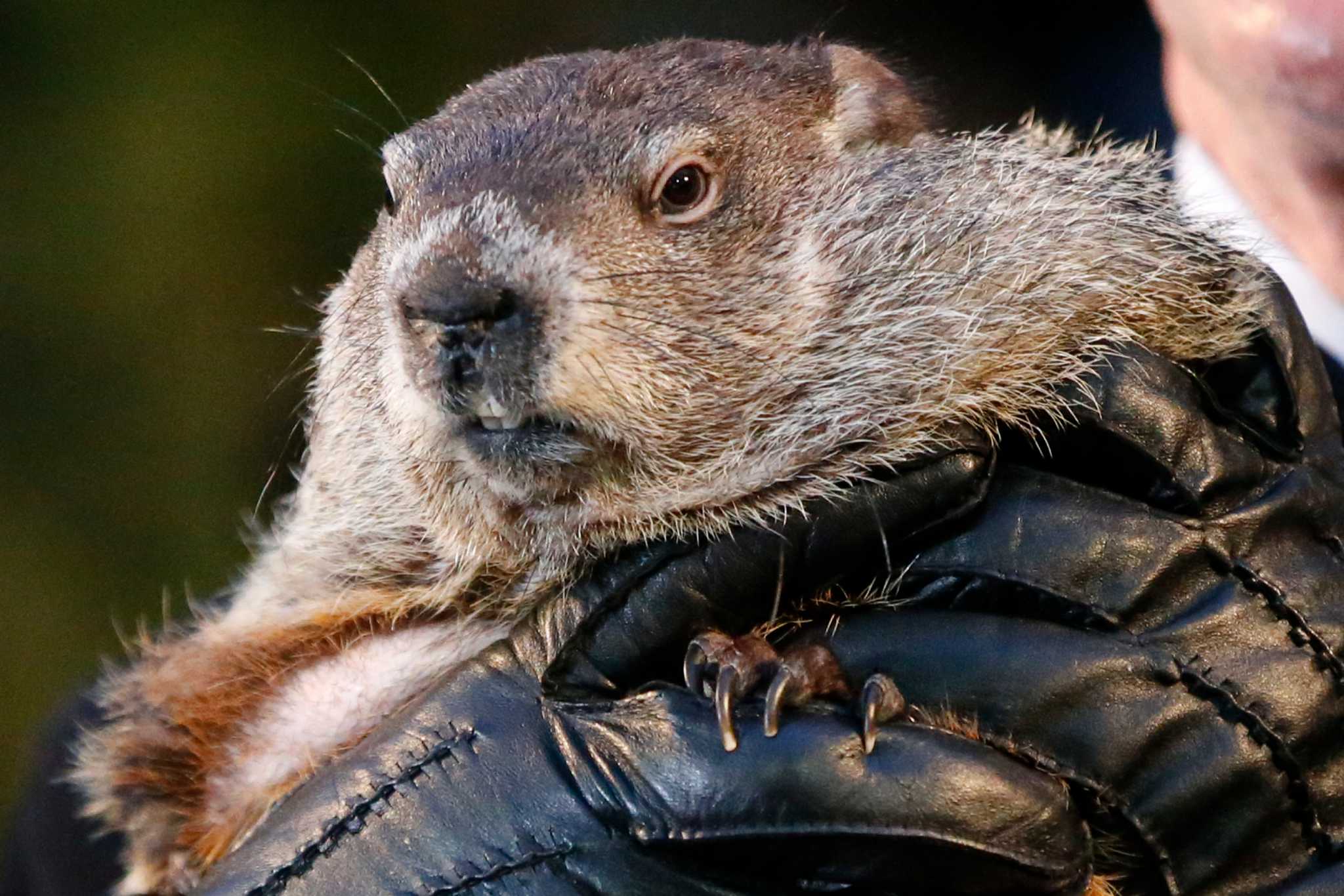9 groundhog facts