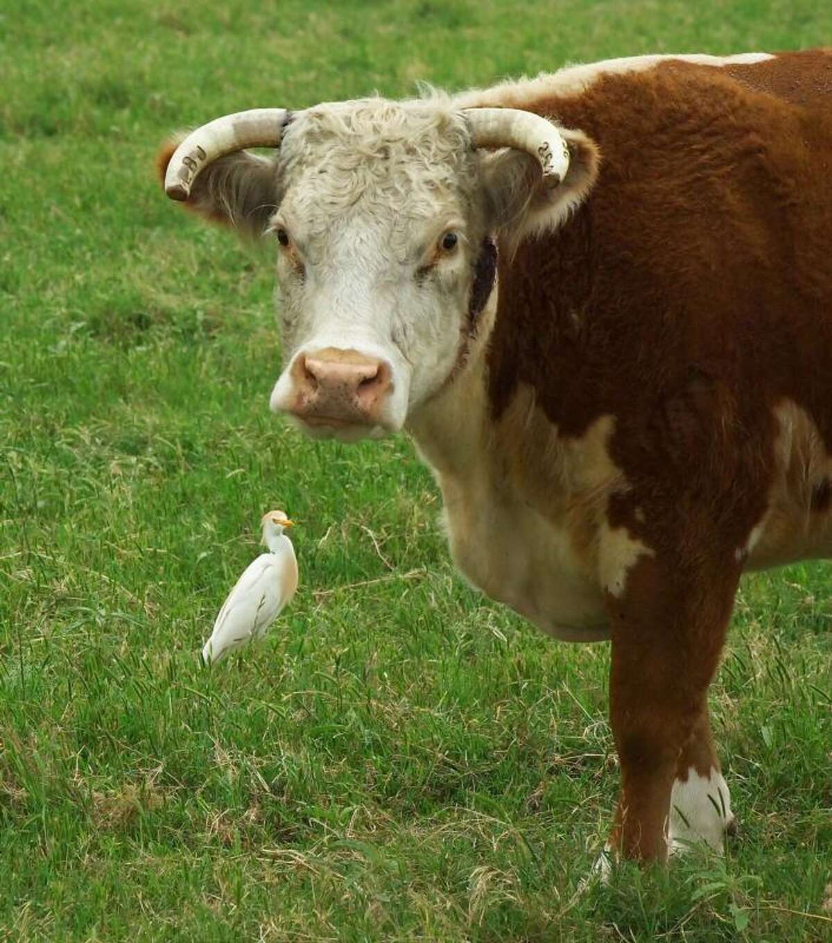 LBJ's century-old boyhood home restored, still standing strong after ...