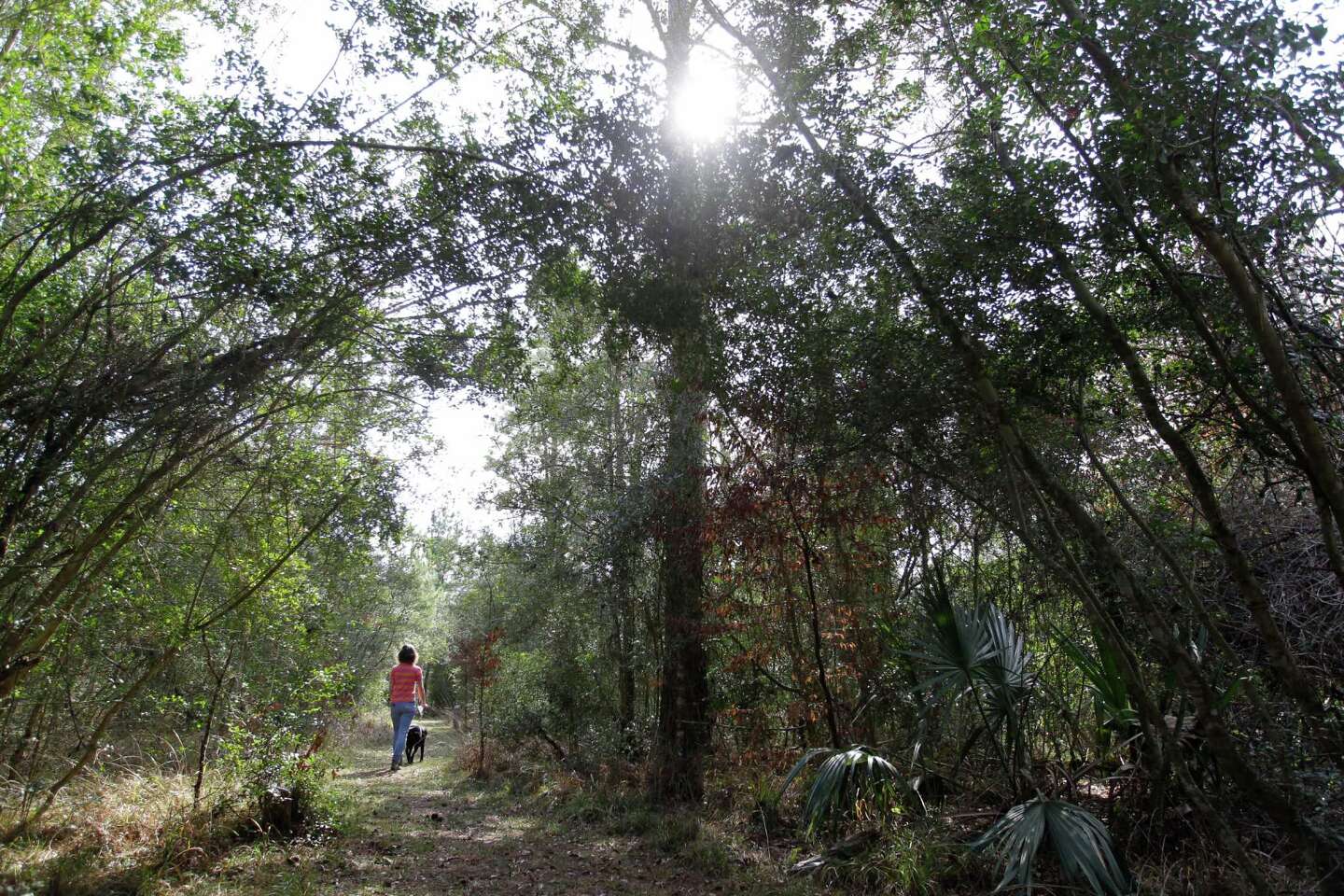 1860 census map shows distribution of slaves in the Houston area ...