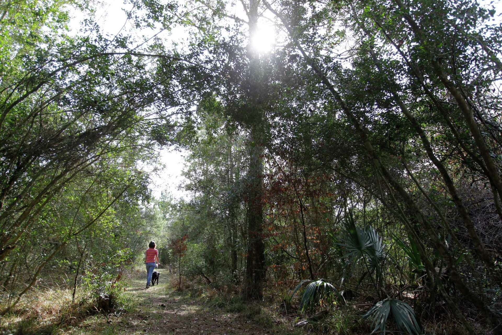 1860 census map shows distribution of slaves in the Houston area ...