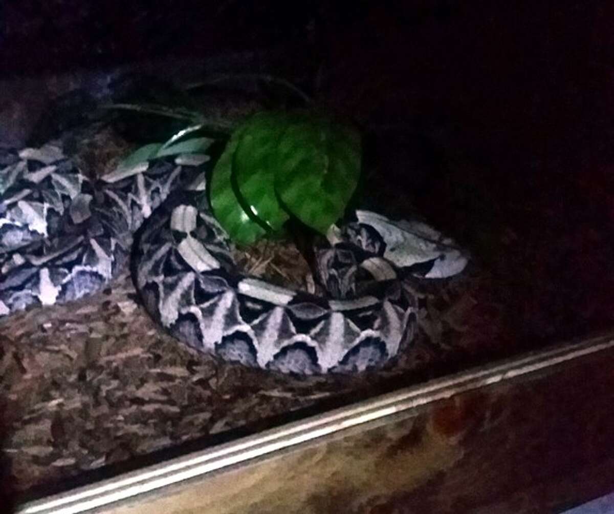 San Antonio firefighters find 11 prohibited exotic, poisonous reptiles ...